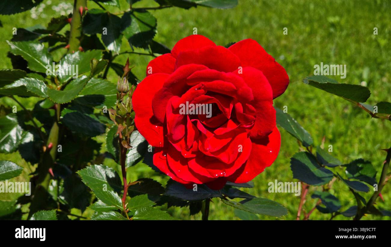 Red rose Rosa hybrida, also called hybrid tea rose and garden rose ...