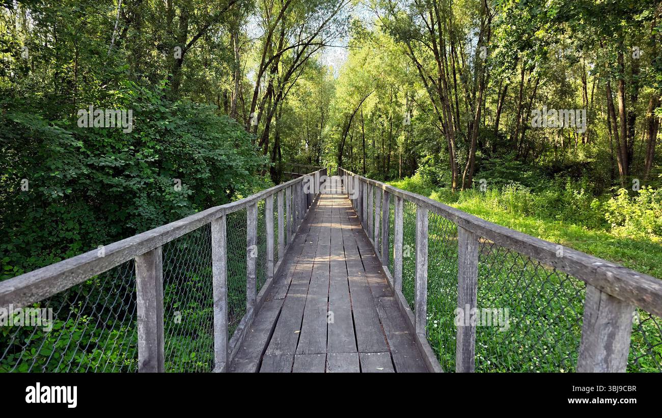 Long wooden footbridge with wire mesh railings stretches into a dense ...