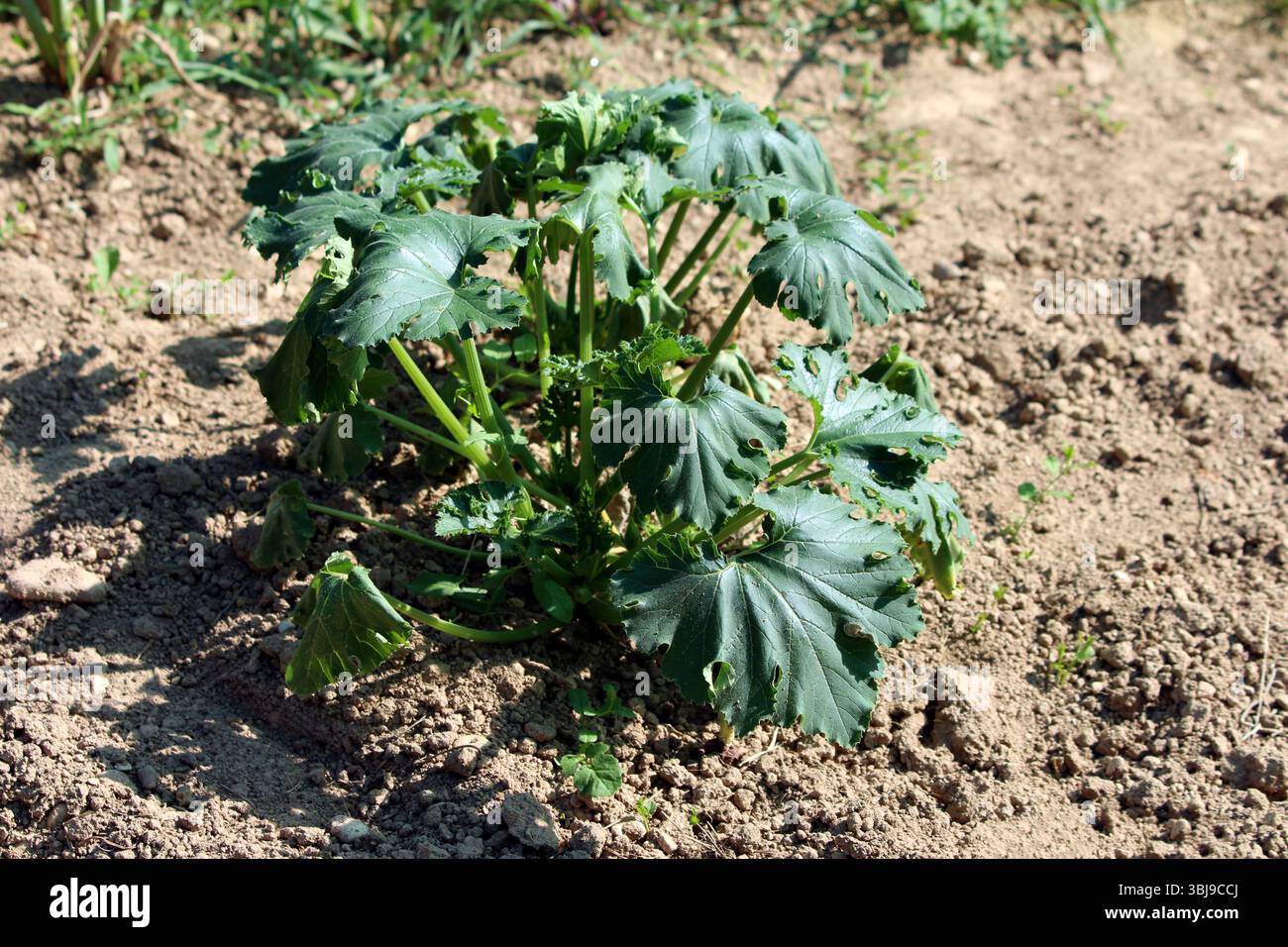 Zucchini Cucurbita pepo, also called courgette and summer squash, shows ...