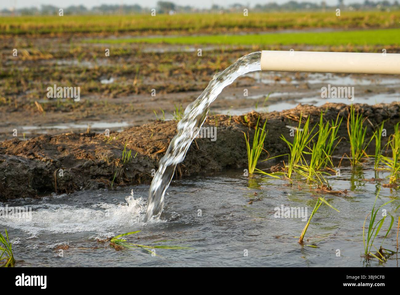 Irrigation of rice fields using pump wells with the technique of ...