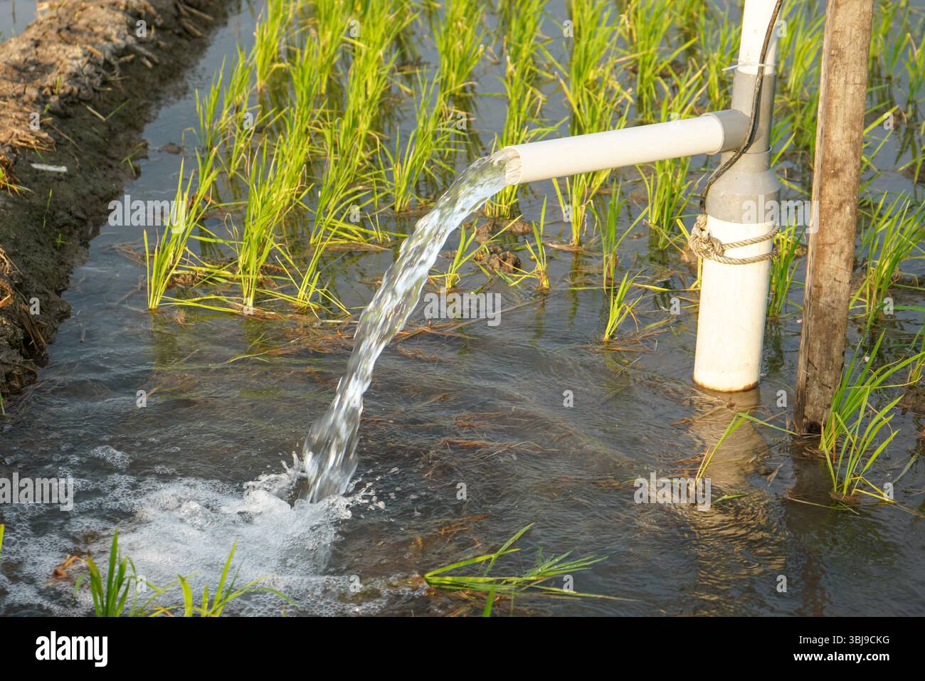 Irrigation of rice fields using pump wells with the technique of ...