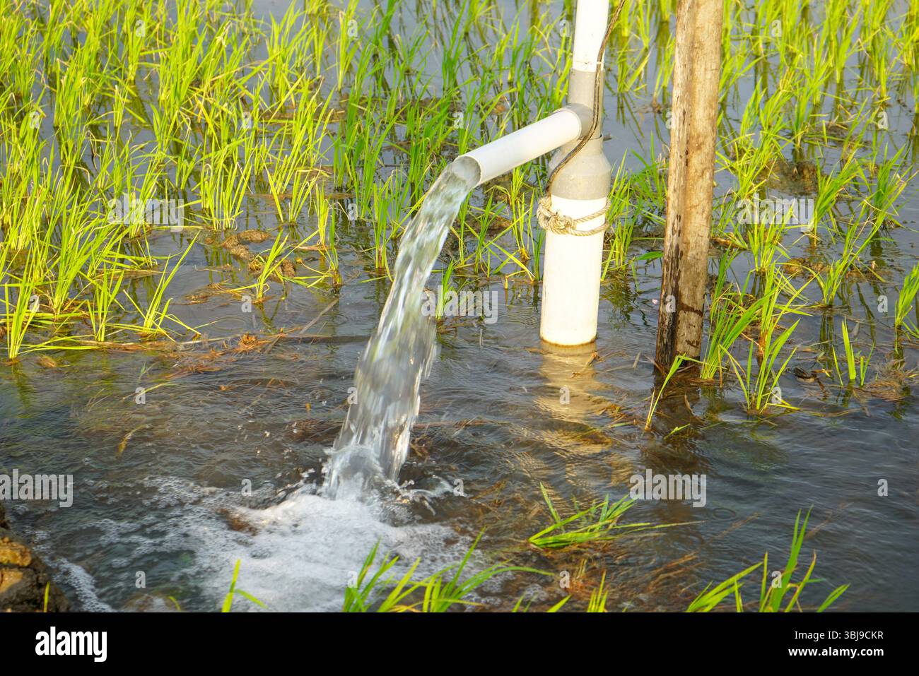 Irrigation of rice fields using pump wells with the technique of ...