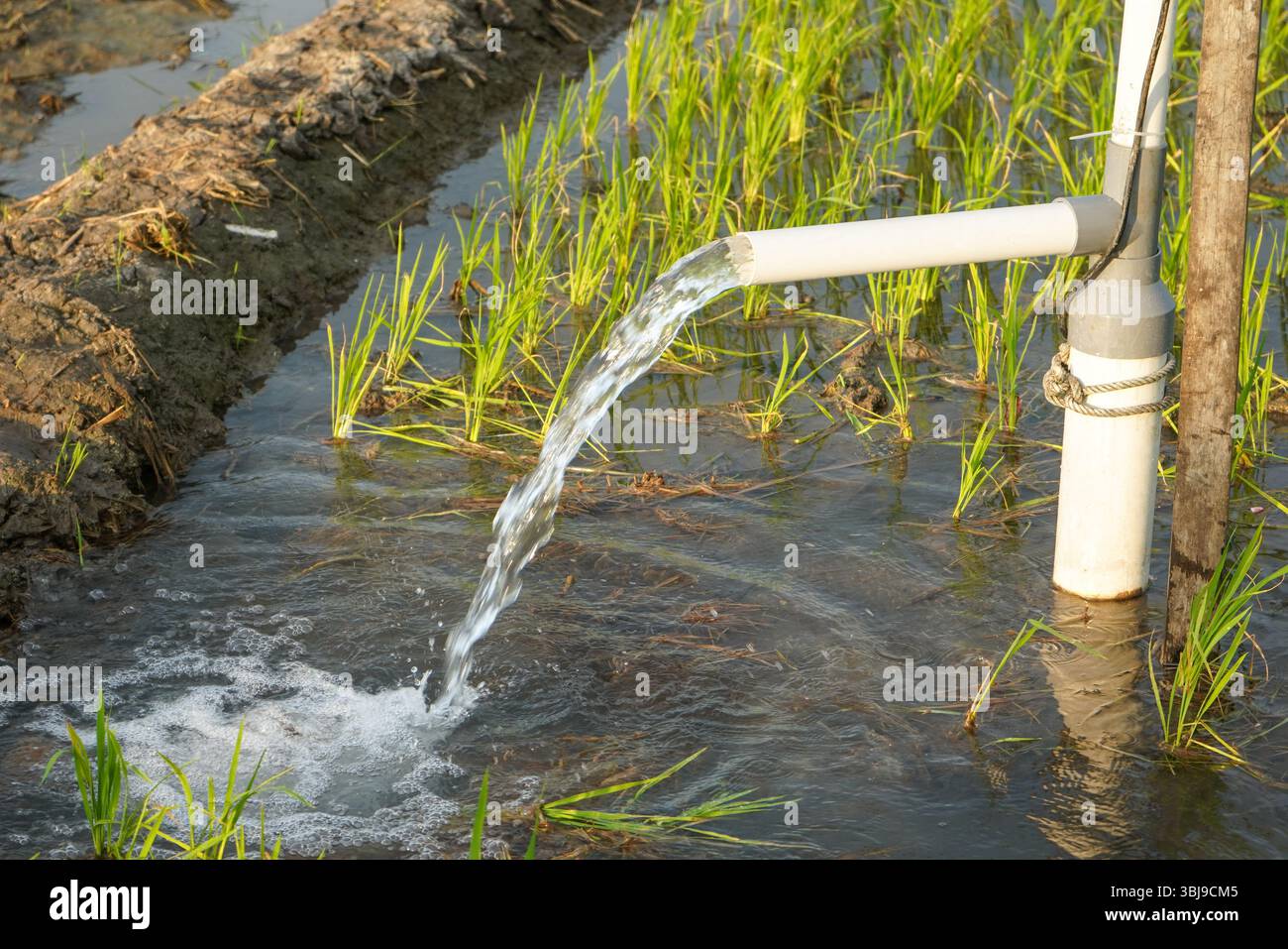 Irrigation of rice fields using pump wells with the technique of ...