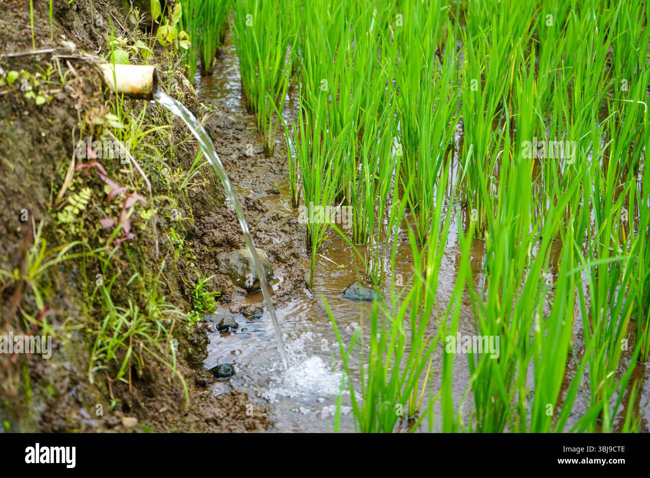 Irrigation of rice fields using pump wells with the technique of ...