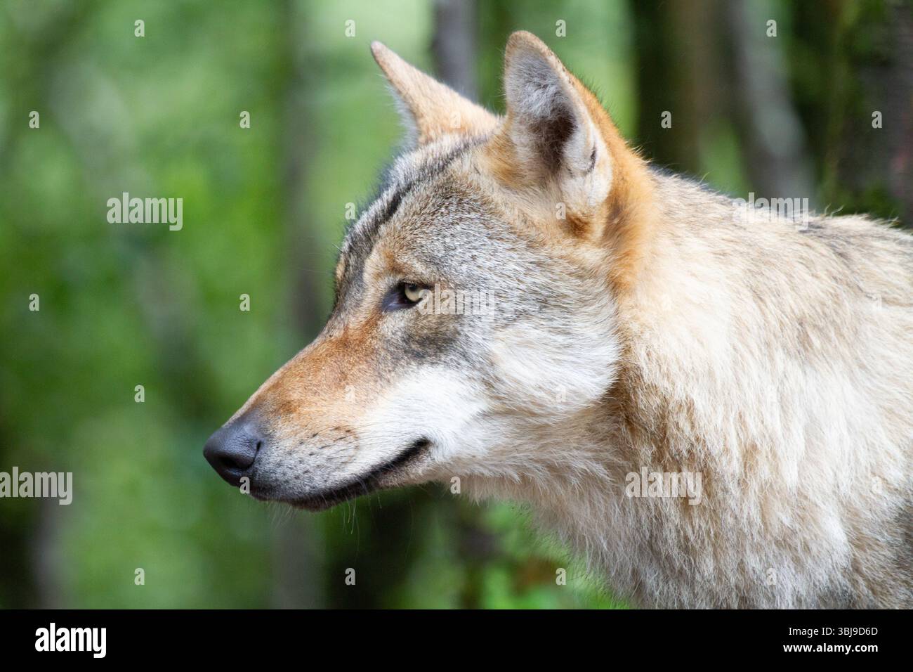 Wolf chasing hi-res stock photography and images - Alamy