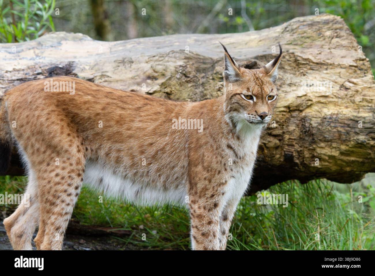 Lynx ears hi-res stock photography and images - Alamy