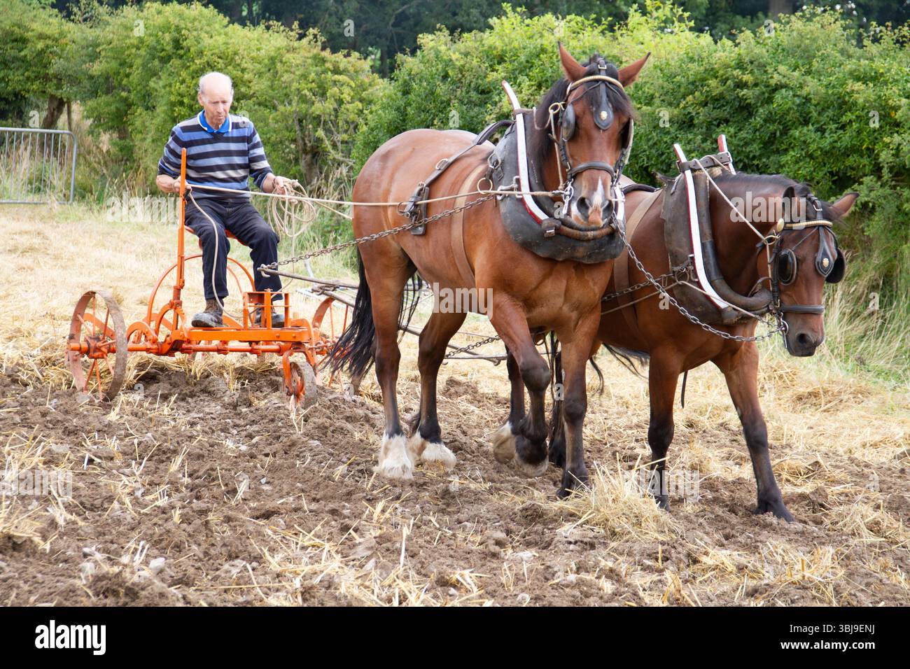Working shires hi-res stock photography and images - Alamy