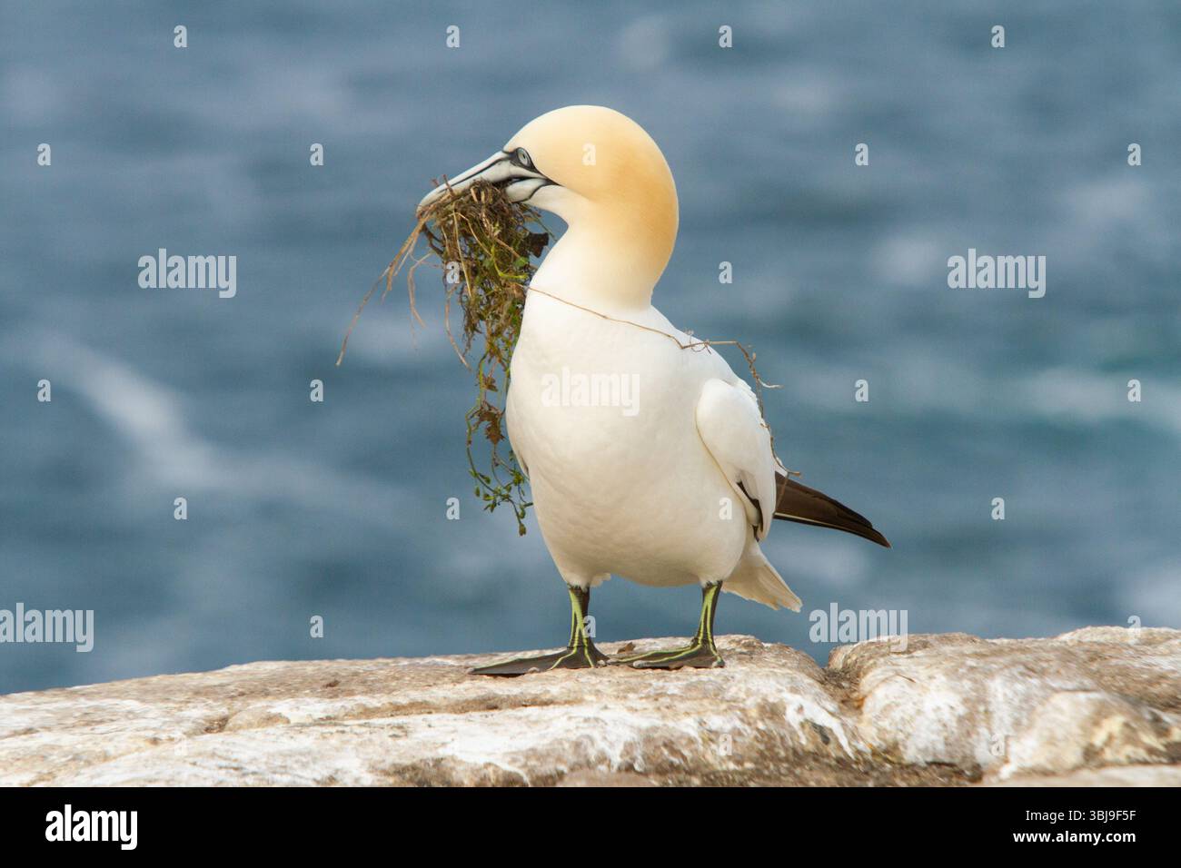 Irish flu hi-res stock photography and images - Alamy