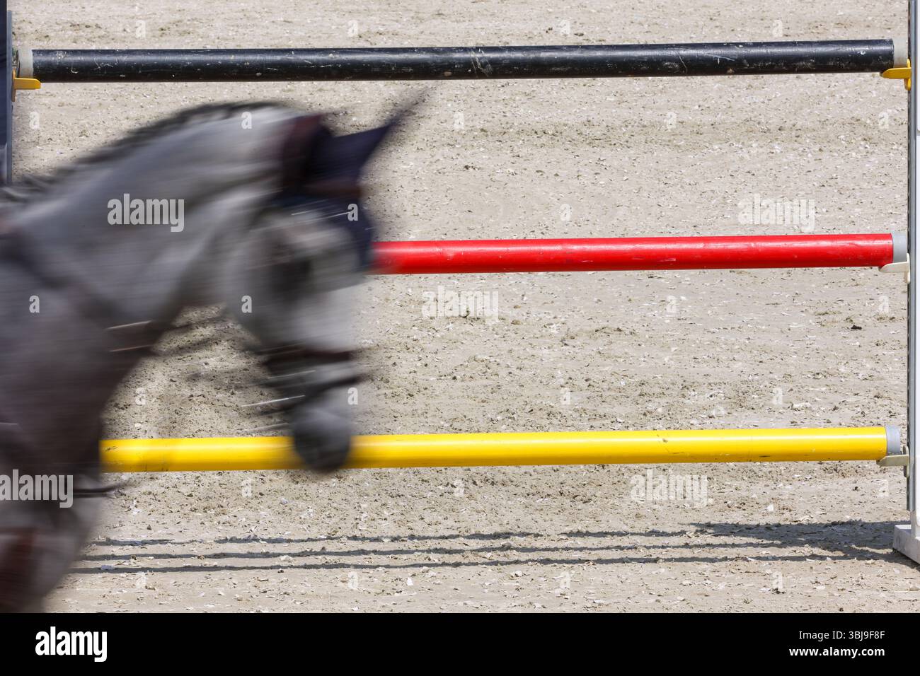 14 June 2025, North Rhine-Westphalia, Balve: Equestrian sport: German ...