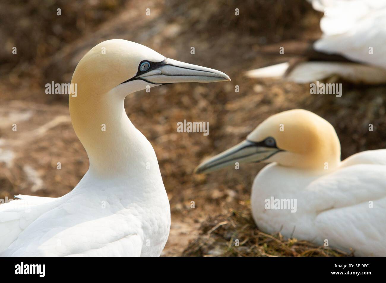 Gannet family hi-res stock photography and images - Alamy