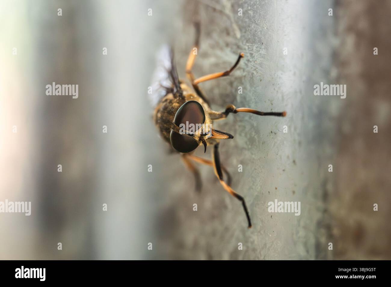 Aichhalden, Germany. 14th June, 2025. A horsefly (Tabanidae) clings to ...