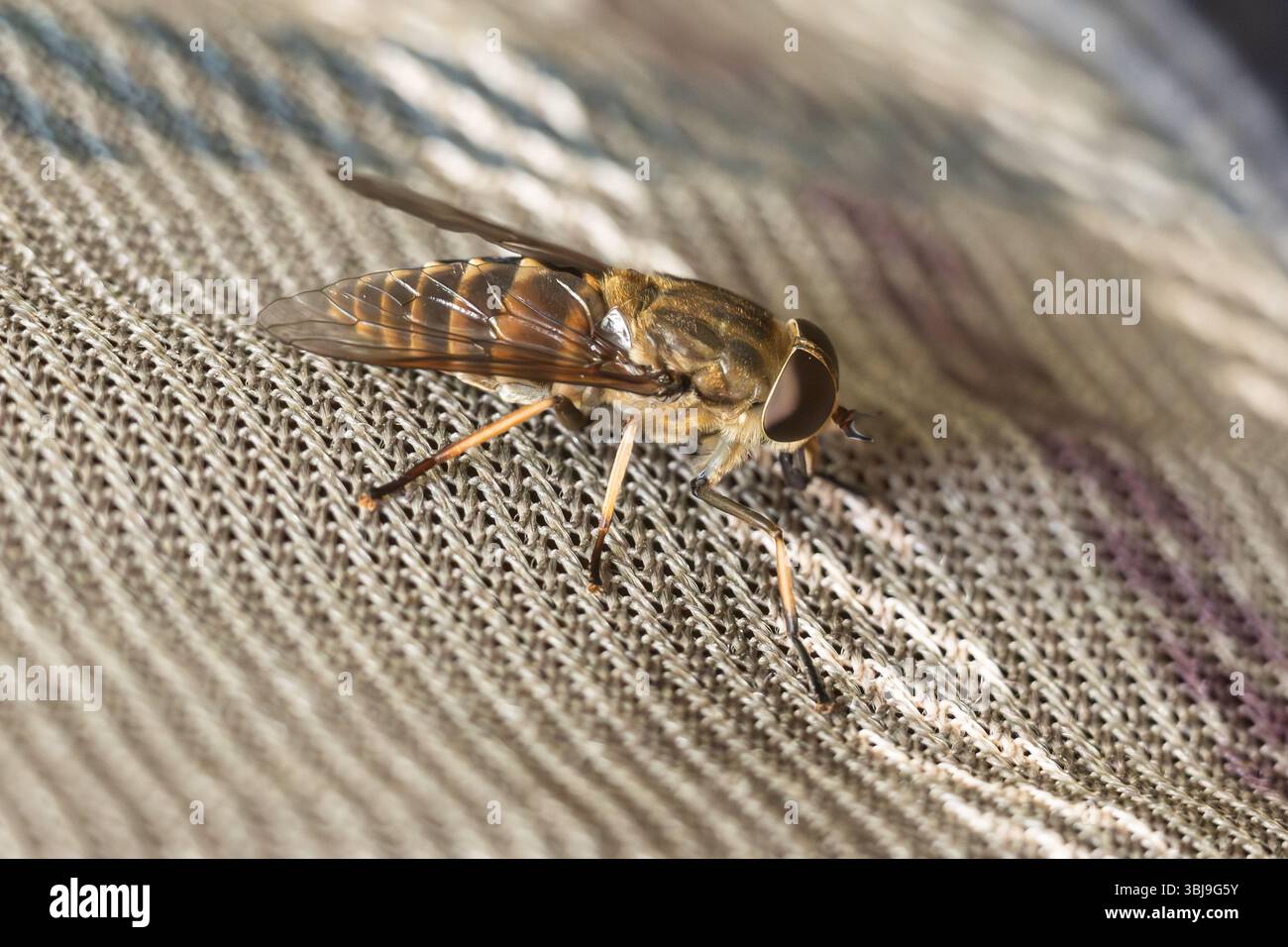 Aichhalden, Germany. 14th June, 2025. A horsefly (Tabanidae) clings to ...
