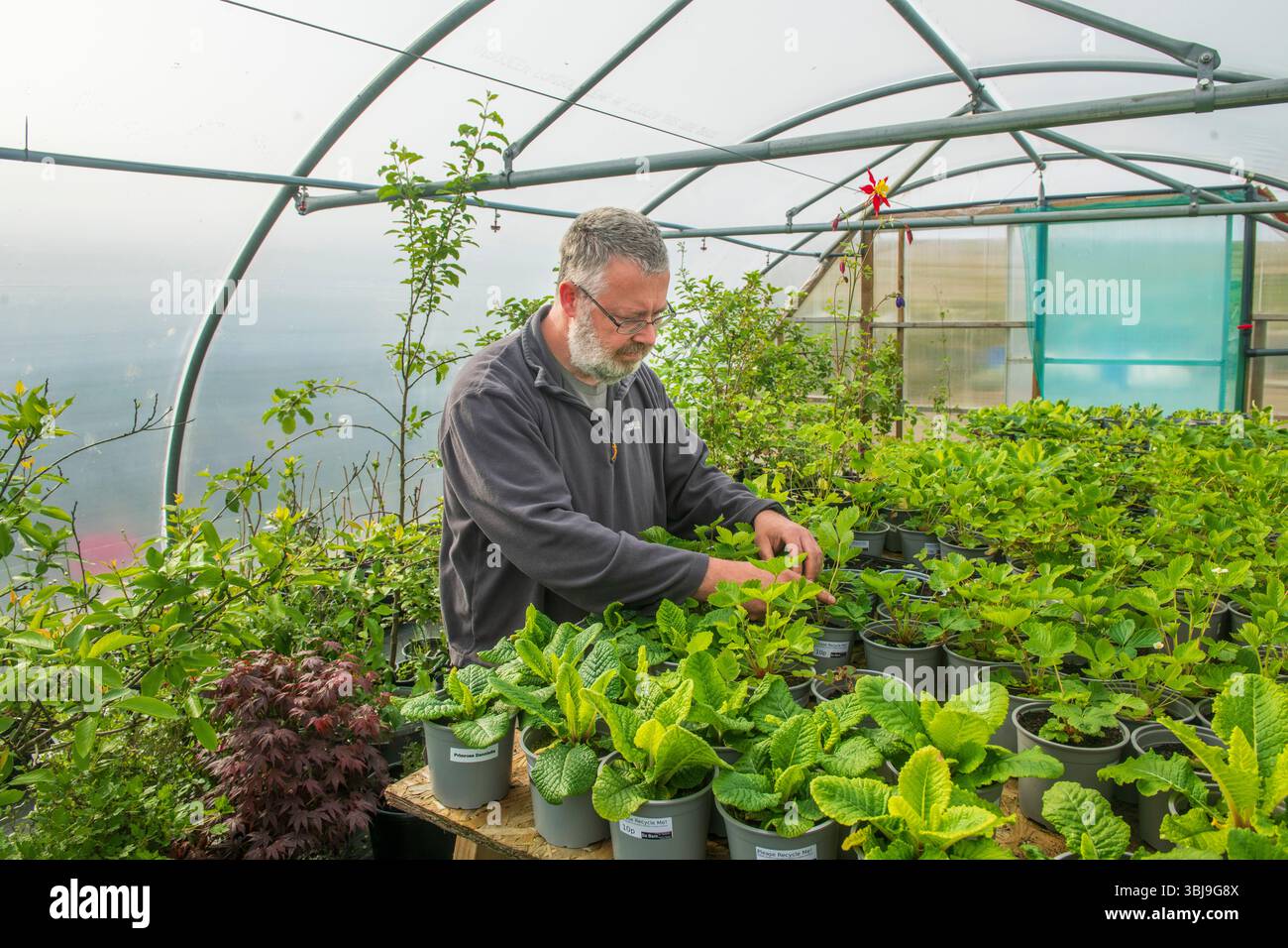 A man tends to rows of thriving plants inside a polytunnel, showcasing ...