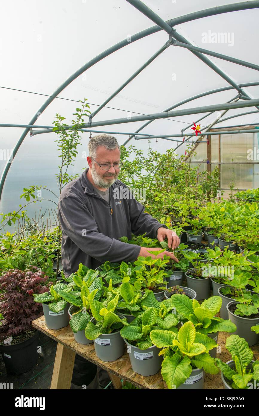 A man tends to rows of thriving plants inside a polytunnel, showcasing ...
