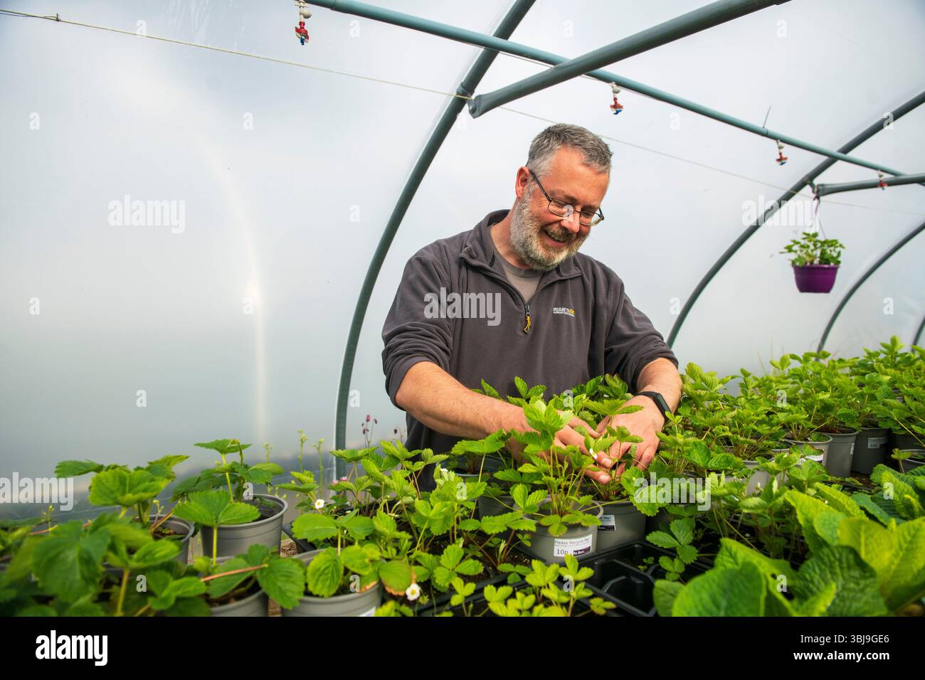 A man tends to rows of thriving plants inside a polytunnel, showcasing ...