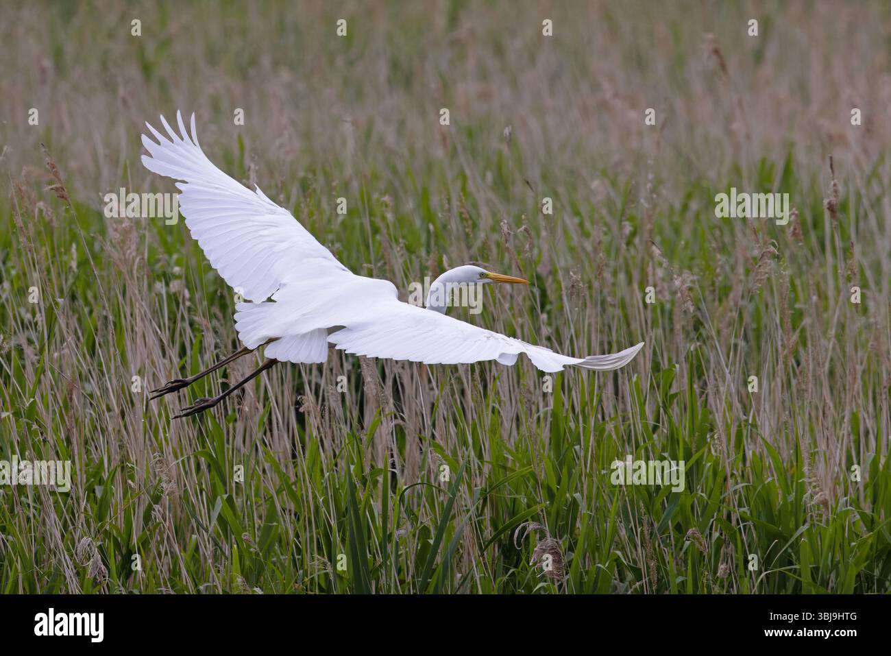 Great (White) (Common) Egret (Ardea alba) Suffolk June 2025 Stock Photo ...