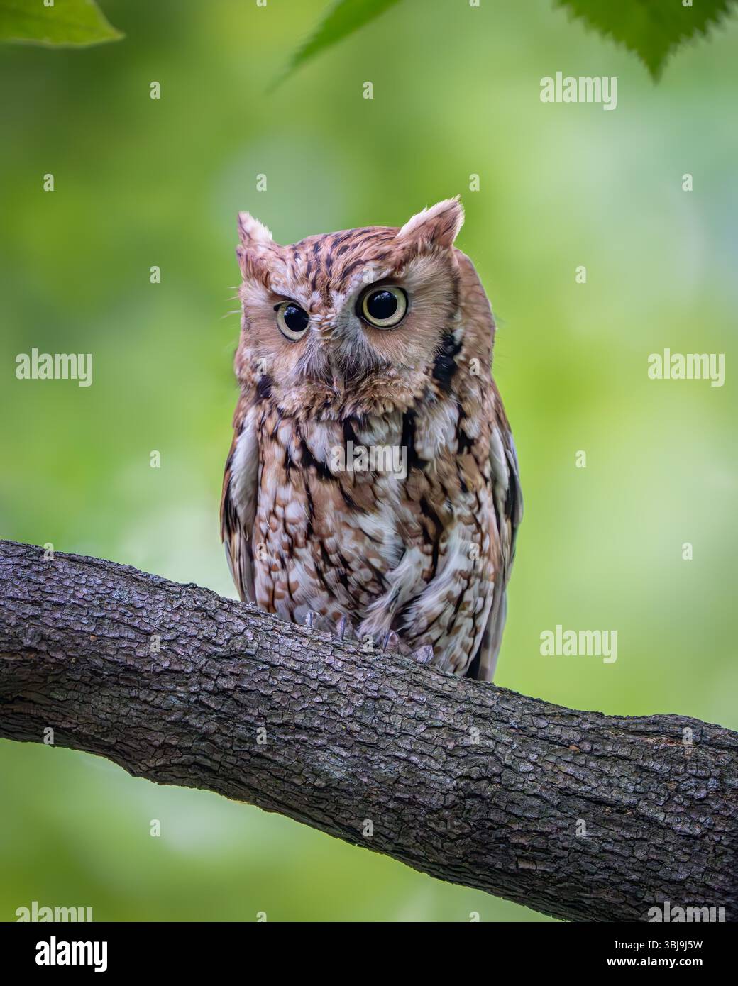 Female Eastern Screech Owl Stock Photo - Alamy