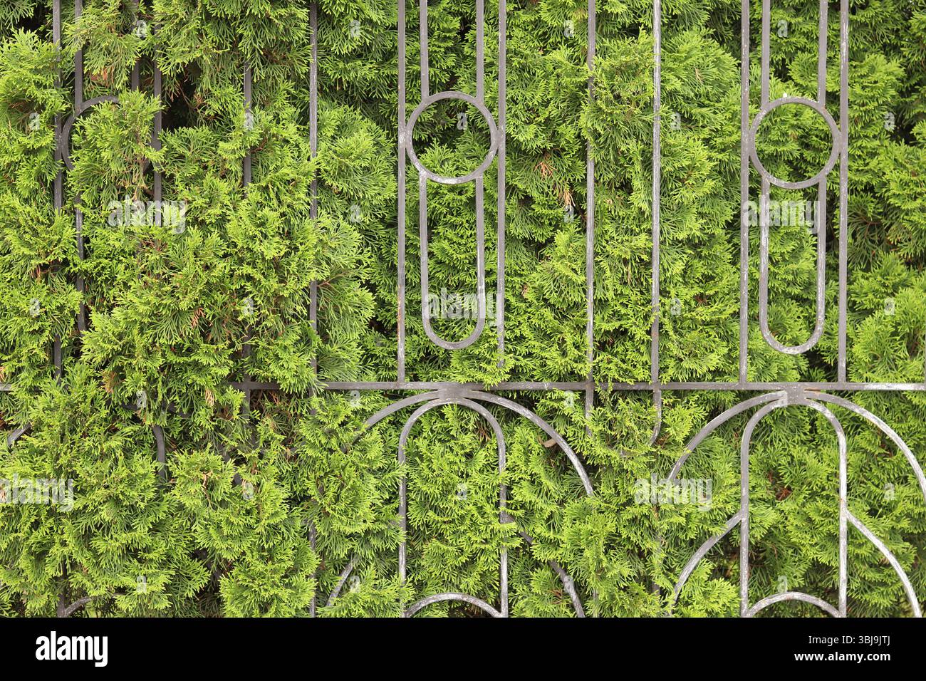 Metal fence with green thujas, close-up. Background. Green thuja hedge ...