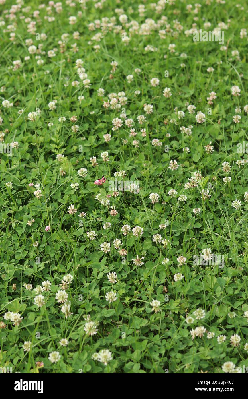 Blooming clover among the grass on the lawn. Small clover flowers close ...