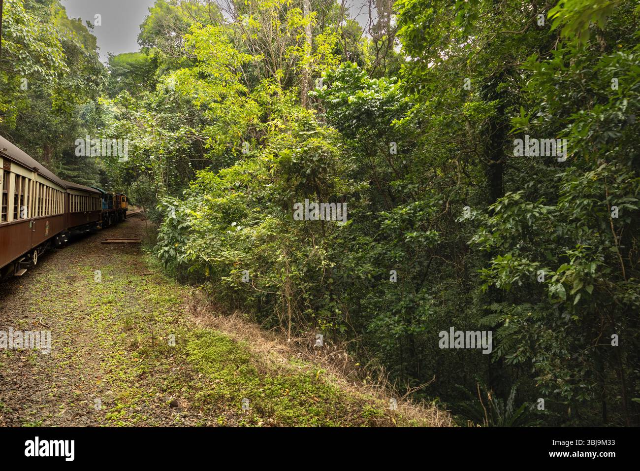 Historic train travelling through lush tropical rainforest to Kuranda ...