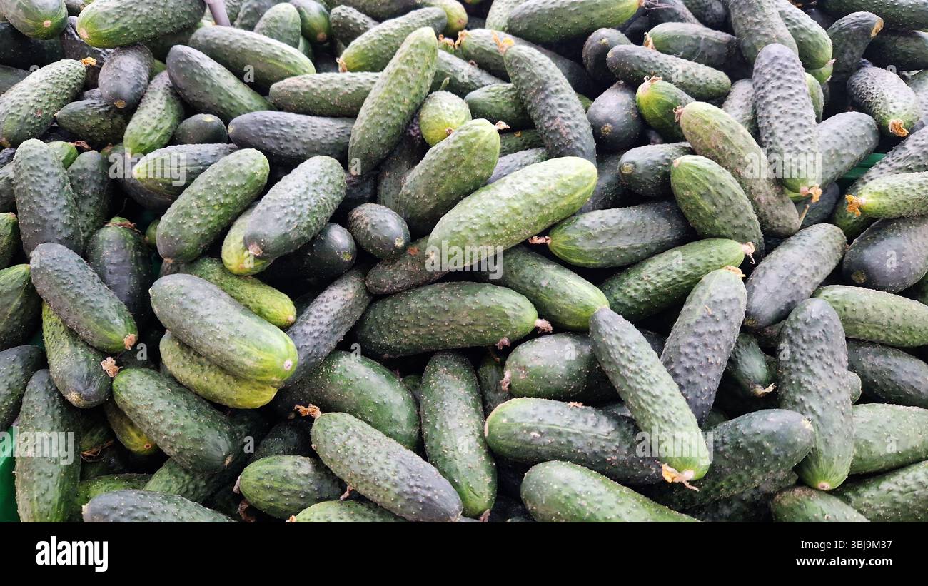 Fresh cucumbers are sold in the store. A pile of cucumbers at the ...