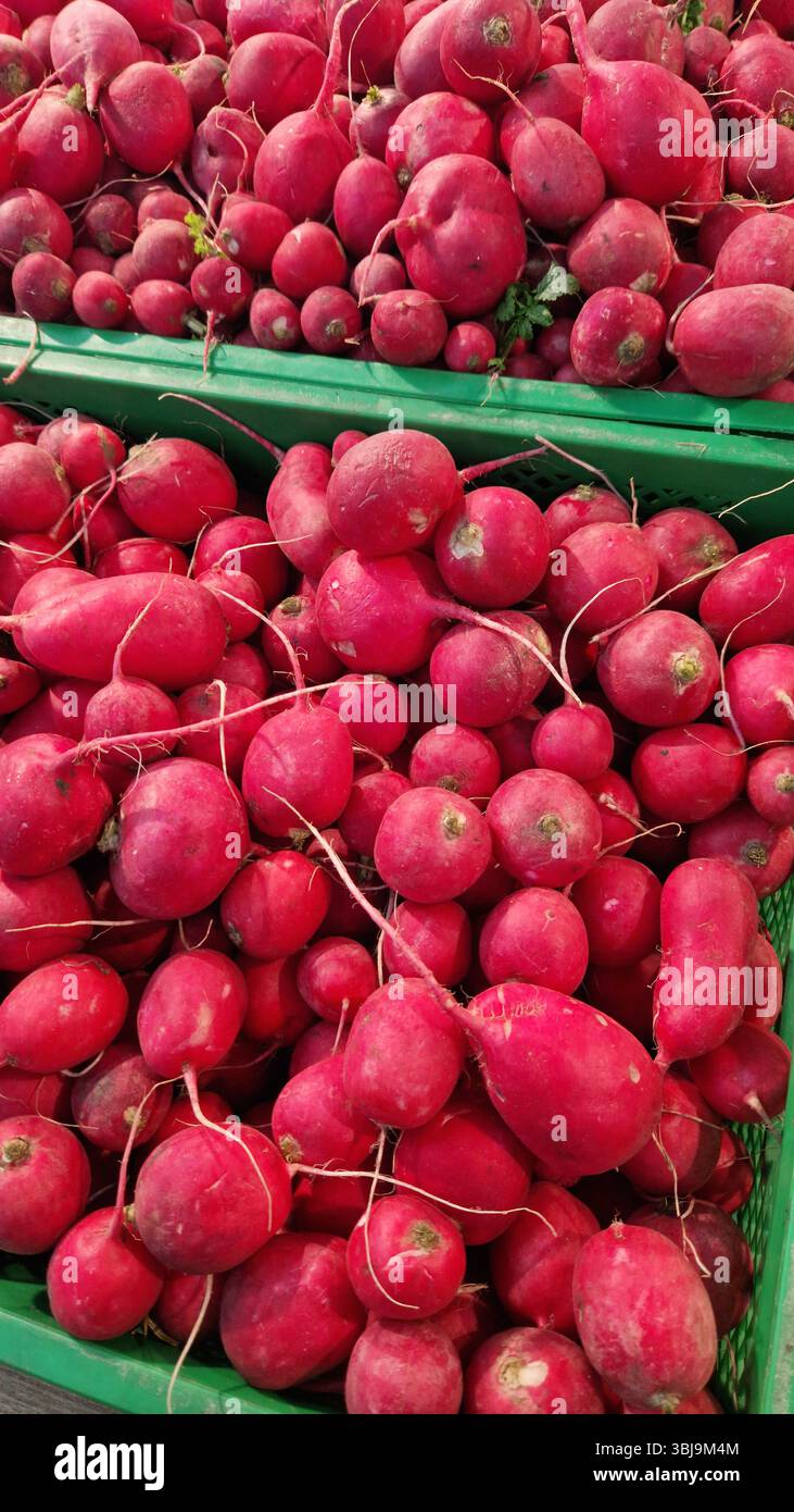 Fresh radishes are sold in the store. A pile of ripe radishes at the ...
