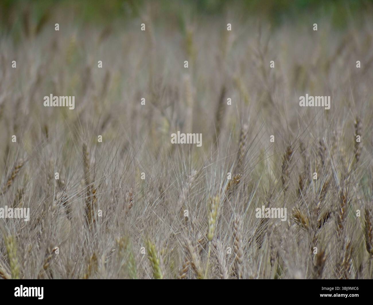 Crops field ears wheat close hi-res stock photography and images - Alamy
