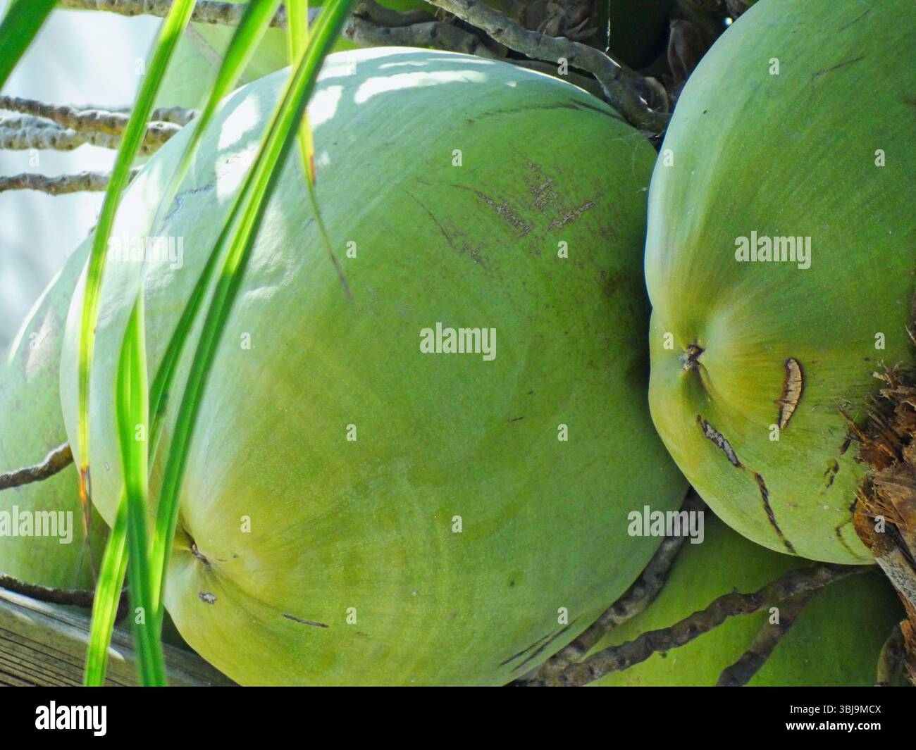 Natural fresh green tropical hi-res stock photography and images - Alamy