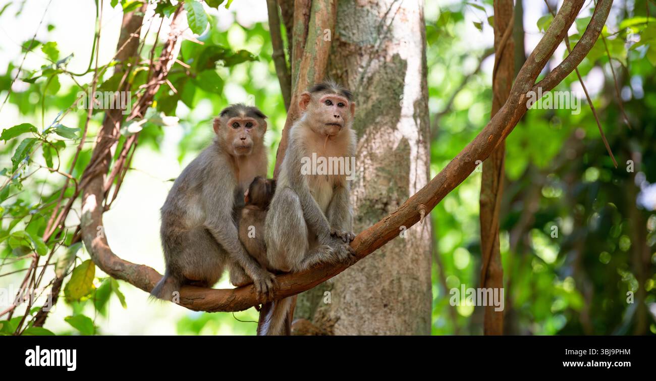 Barbary macaque ape, rhesus monkey family with baby sitting on tree ...