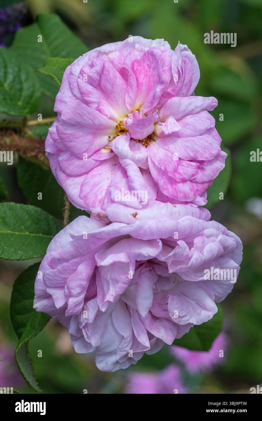 Rose general kleber hi-res stock photography and images - Alamy