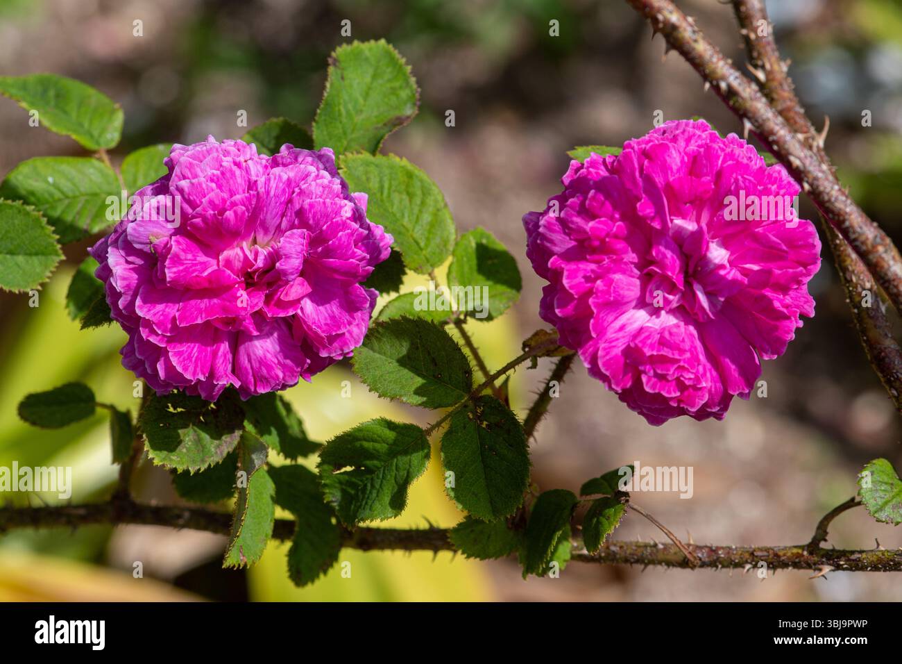 Rosa little gem hi-res stock photography and images - Alamy