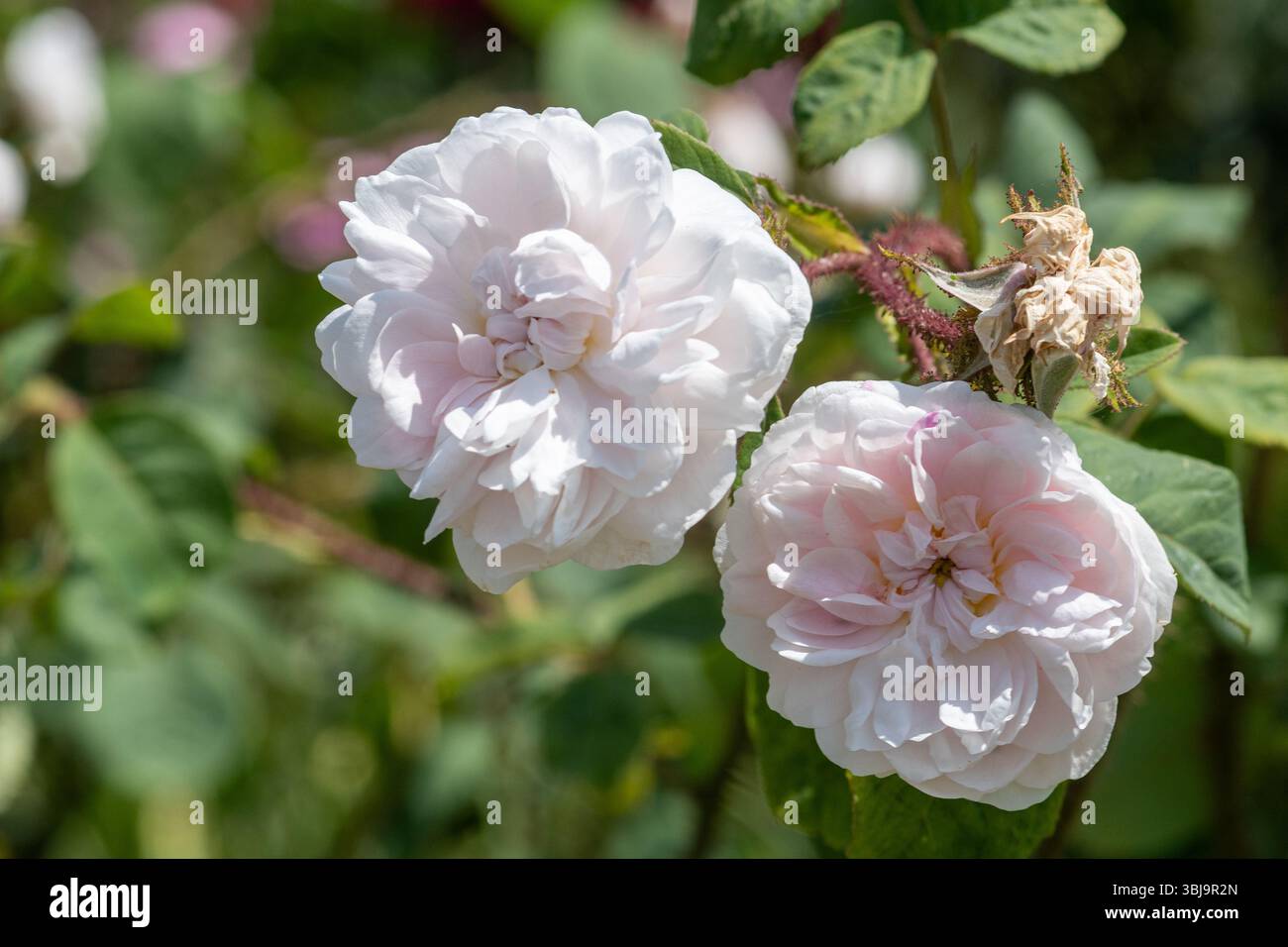 Roses rosa x hi-res stock photography and images - Alamy
