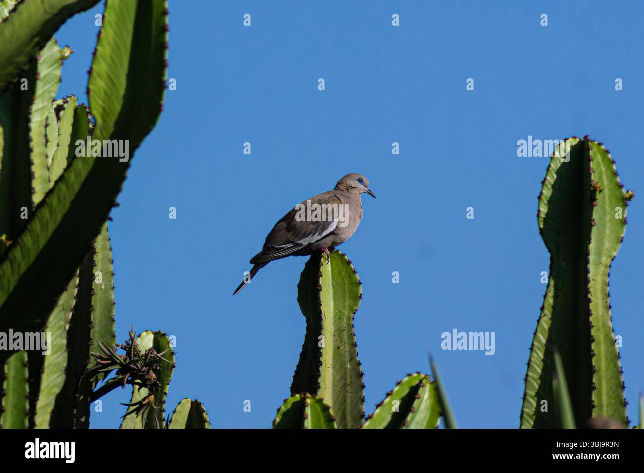 The West Peruvian dove, also known as the Pacific dove (Zenaida meloda ...