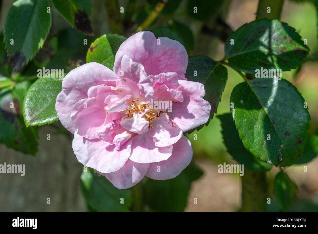 Rambling rose, Rosa ' Alida Lovett', with double blooms of soft shell ...