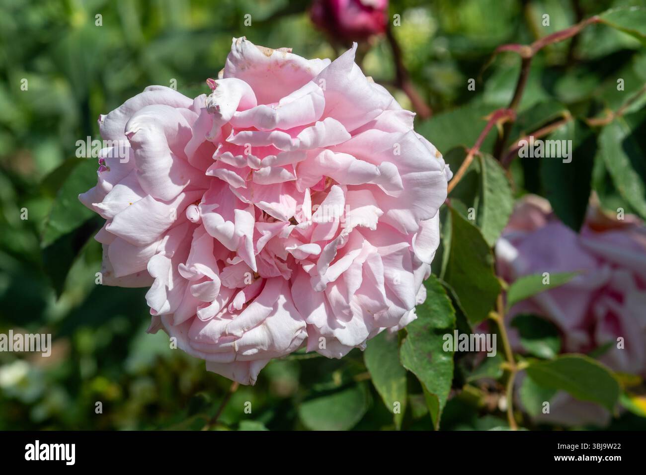 Rosa 'Leveson-Gower', also called 'Souvenir de la Malmaison Rose', old ...
