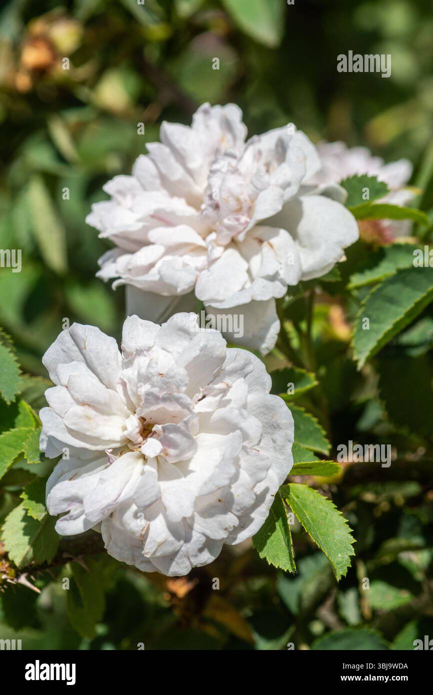 Rosa mannings blush hi-res stock photography and images - Alamy