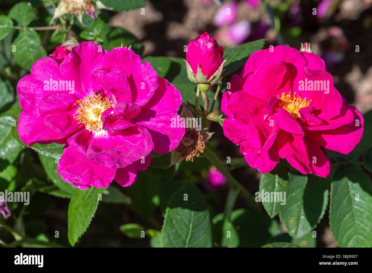 Rosa gallica var. officinalis, also called Apothecary's Rose, an ...