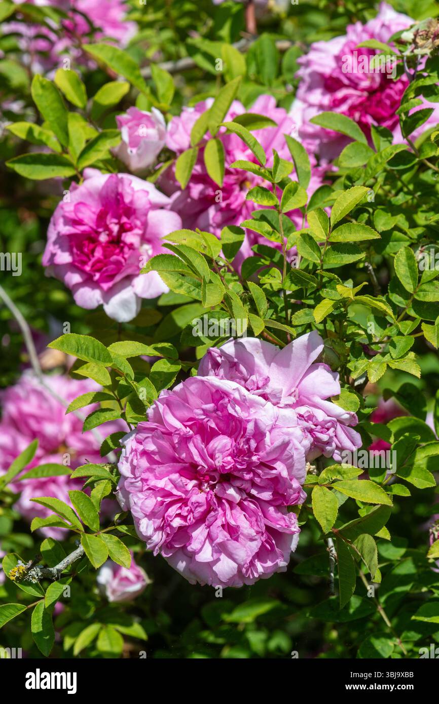 Rosa Roxburghii 'Plena', shrub rose with Deep pink very double blooms ...