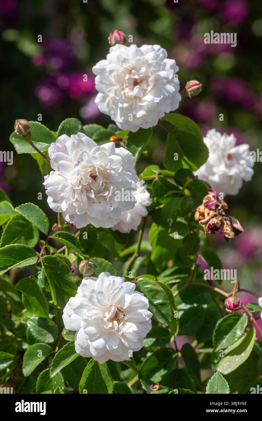 Dwarf rose hi-res stock photography and images - Alamy