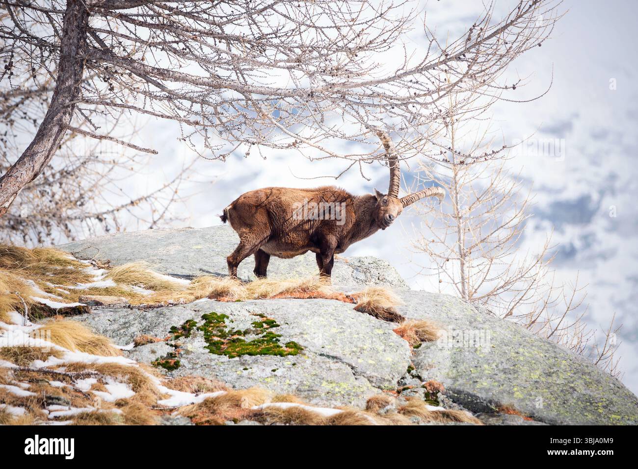 Mammal mountain national park tree ibex hi-res stock photography and ...