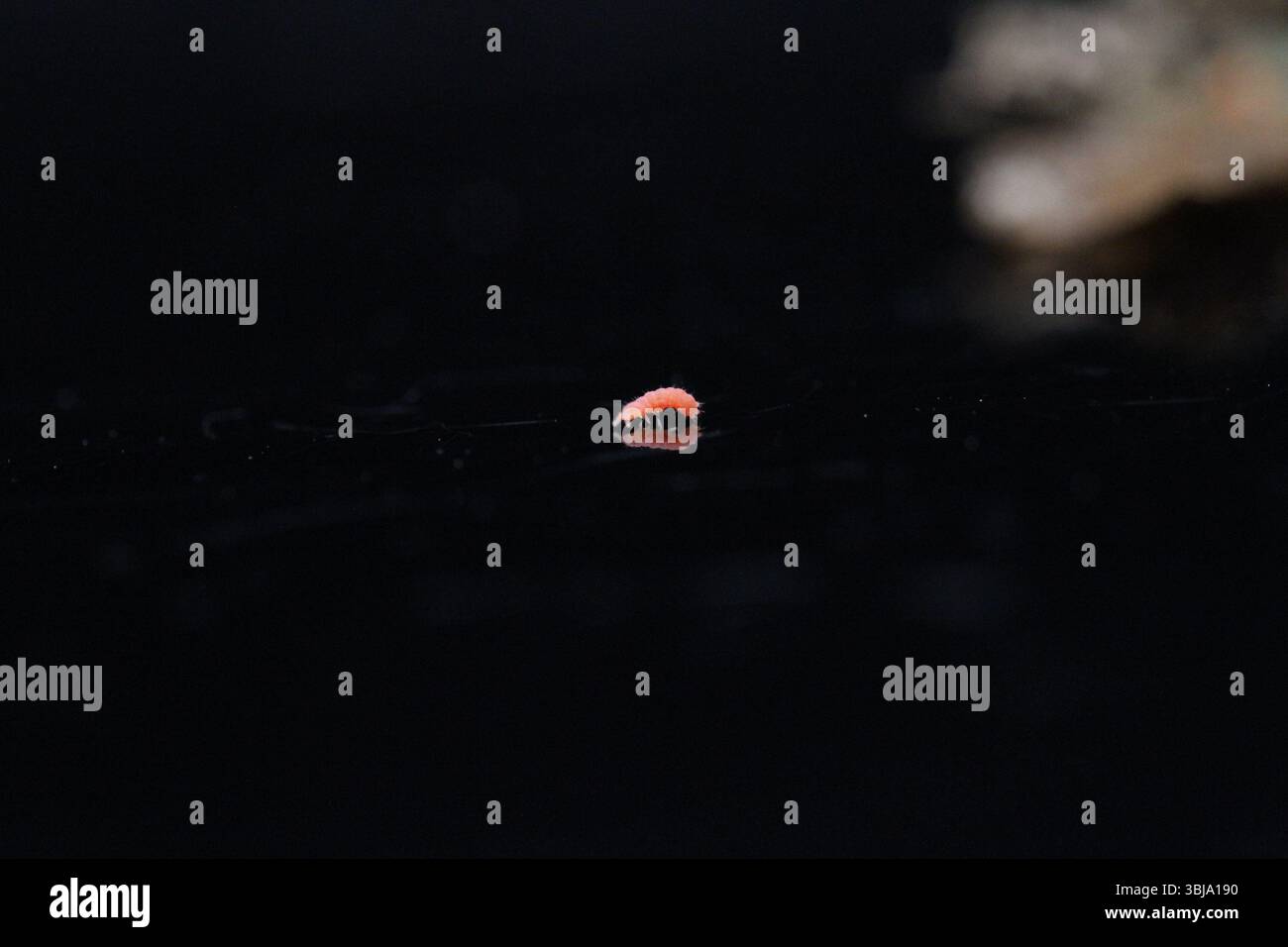 orange springtail pancrustae yuukianura aphoruroides Stock Photo - Alamy