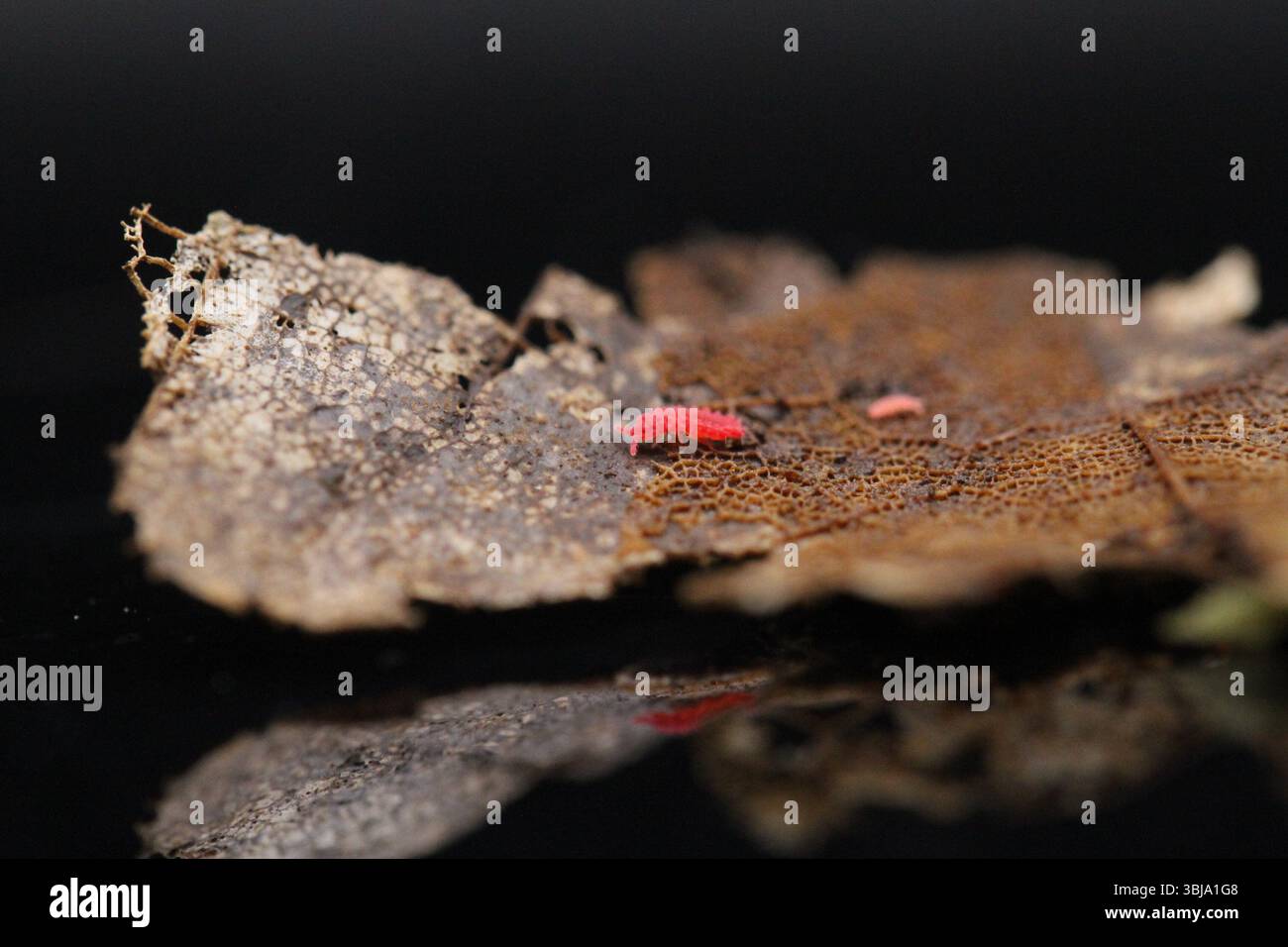 red springtails arthropods reptiles isopods microfauna detritivore ...
