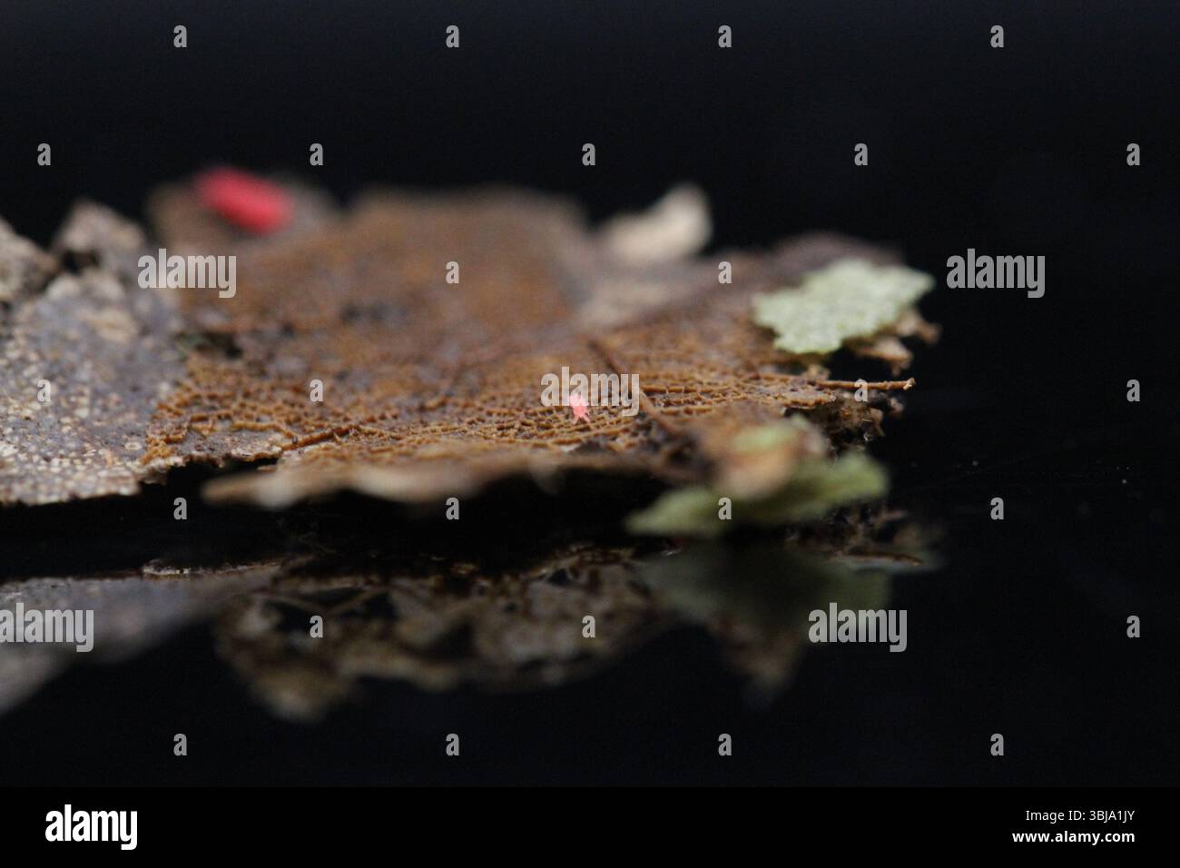 red springtails arthropods reptiles isopods microfauna detritivore ...