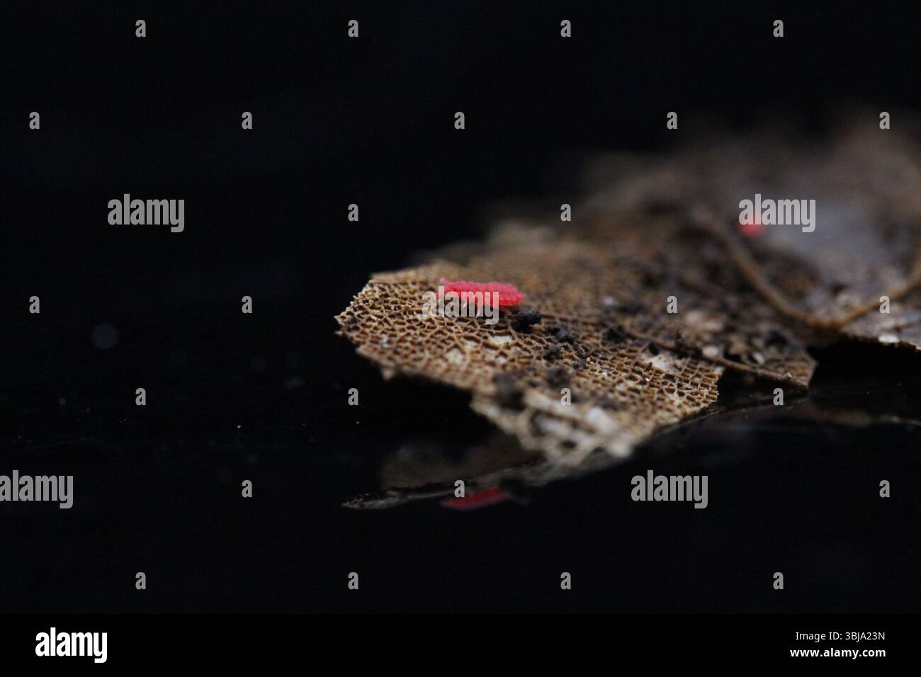 red springtails arthropods reptiles isopods microfauna detritivore ...