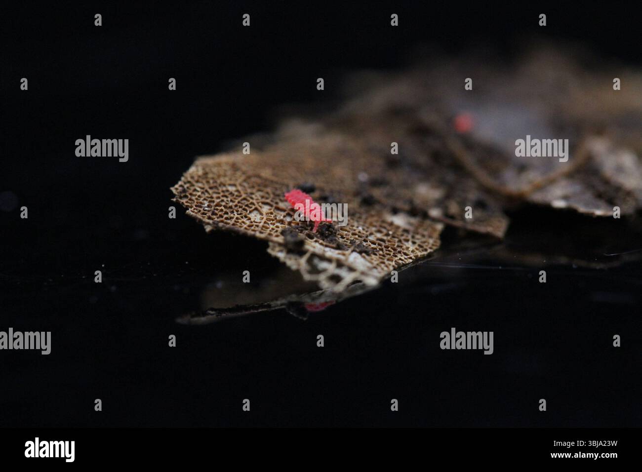 red springtails arthropods reptiles isopods microfauna detritivore ...