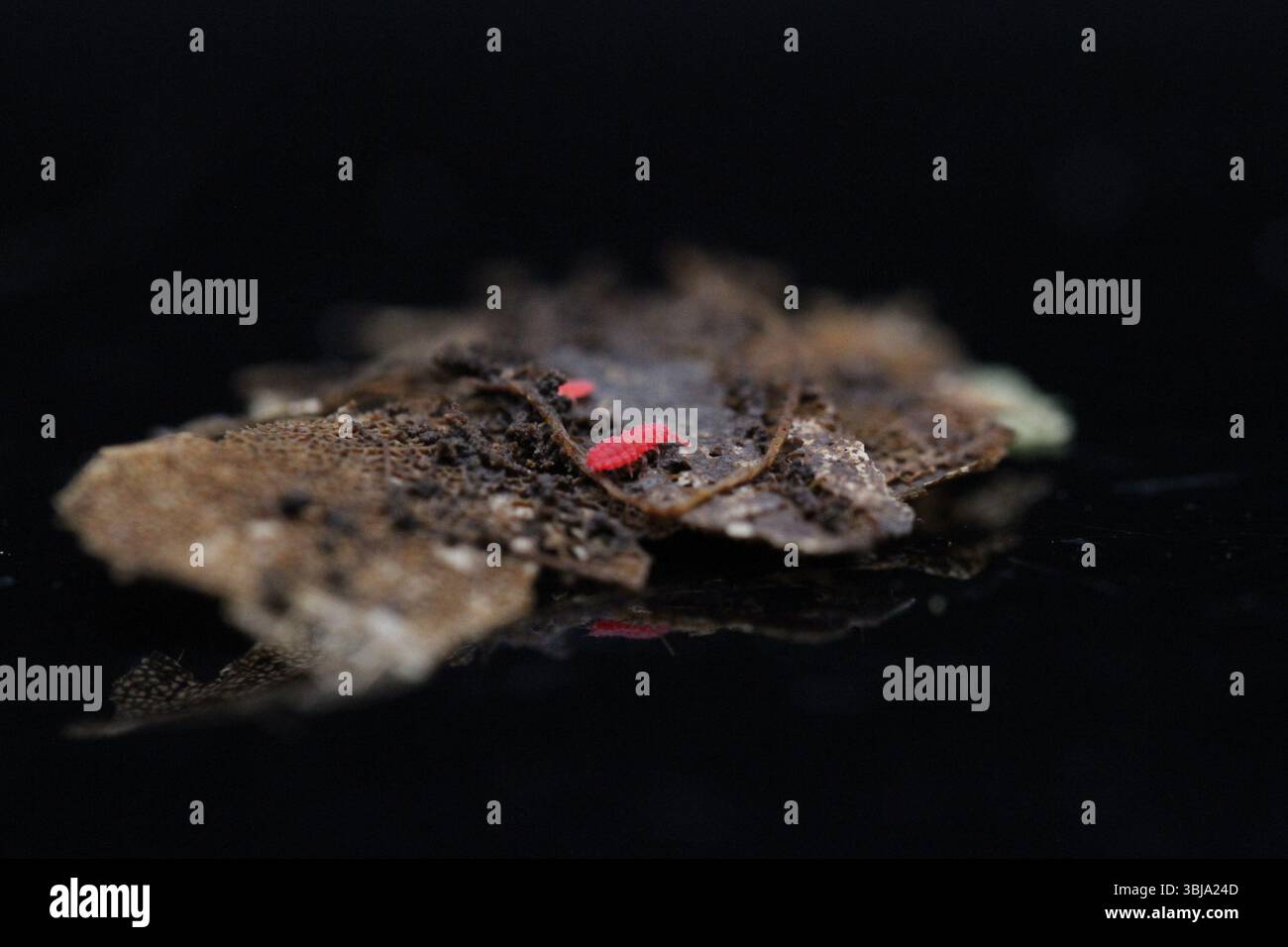 red springtails arthropods reptiles isopods microfauna detritivore ...