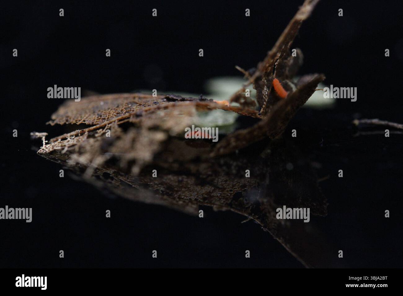 orange springtail pancrustae yuukianura aphoruroides Stock Photo - Alamy