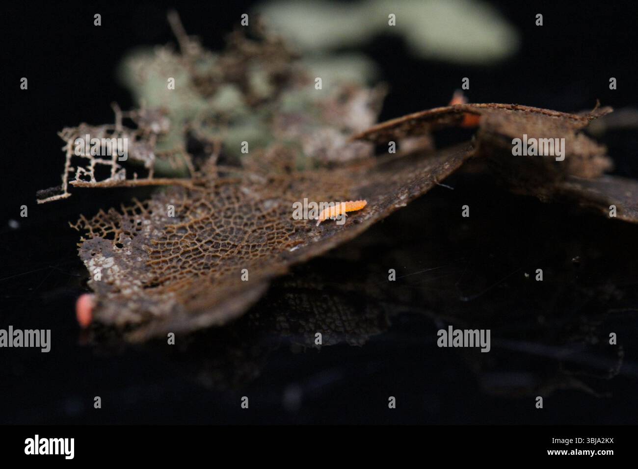 orange springtail pancrustae yuukianura aphoruroides Stock Photo - Alamy