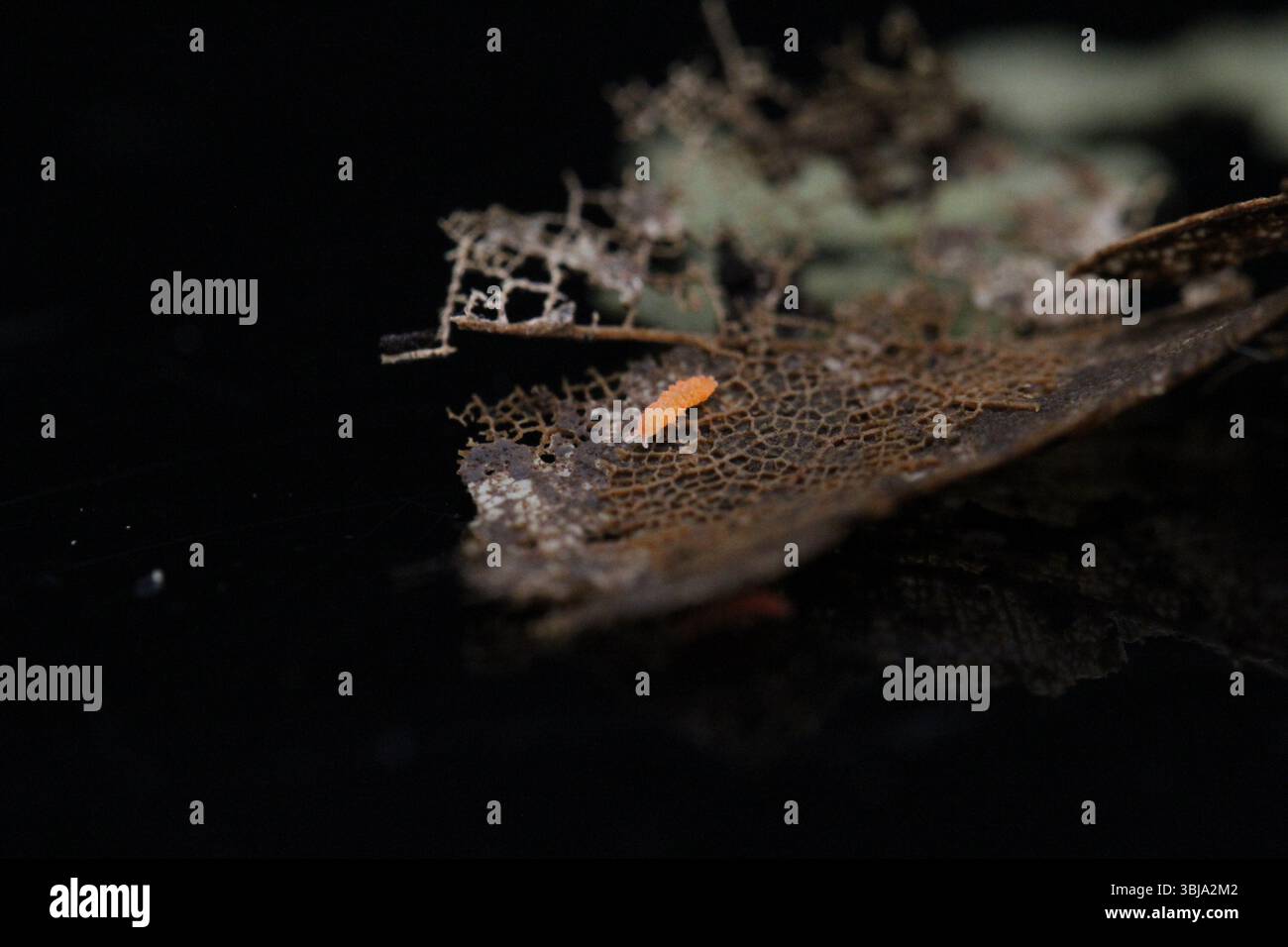 orange springtail pancrustae yuukianura aphoruroides Stock Photo - Alamy