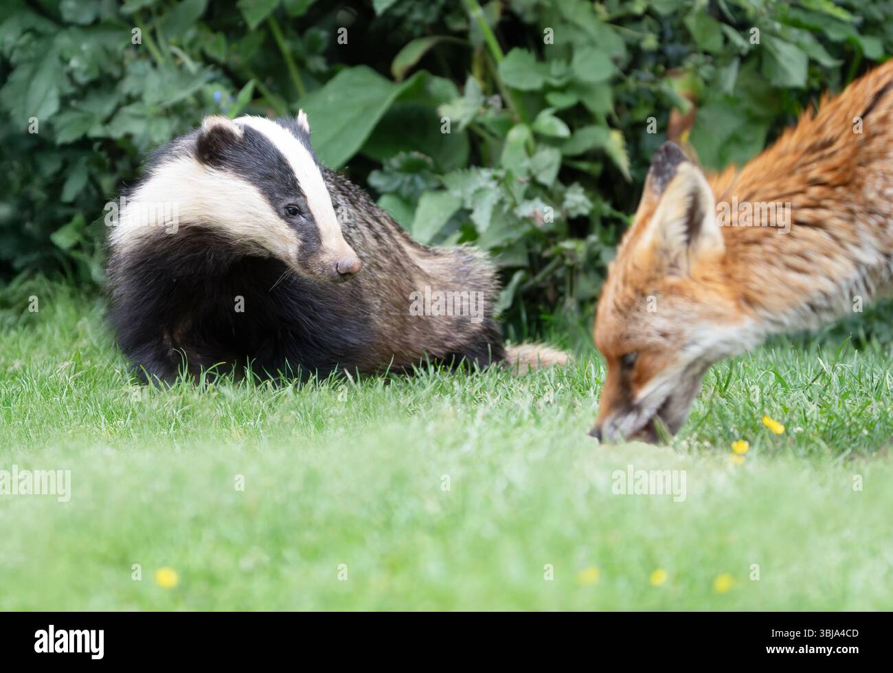 A wild Red Fox (Vulpes vulpes) & Badger (Meles meles) feeding alongside ...